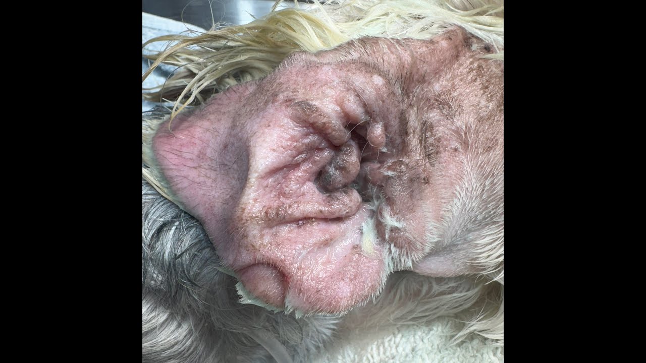 Paws and Procedures 5 Lateral Ear Canal Resection - YouTube