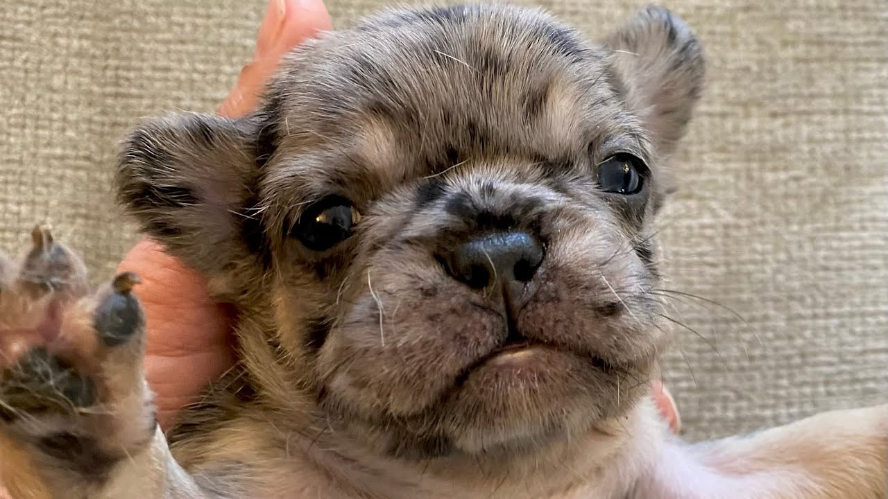 Our Newborn Frenchie Babies! - YouTube