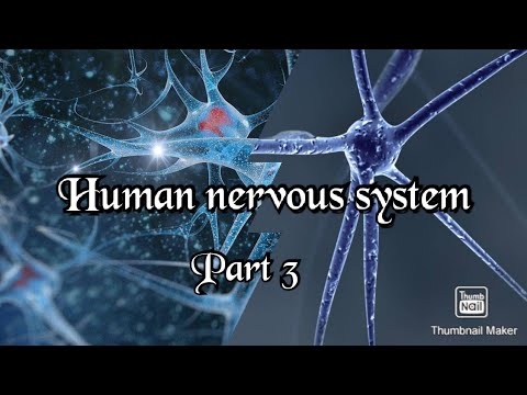 Nervous System Synapse||chemical synapse and electrical synapse||# ...