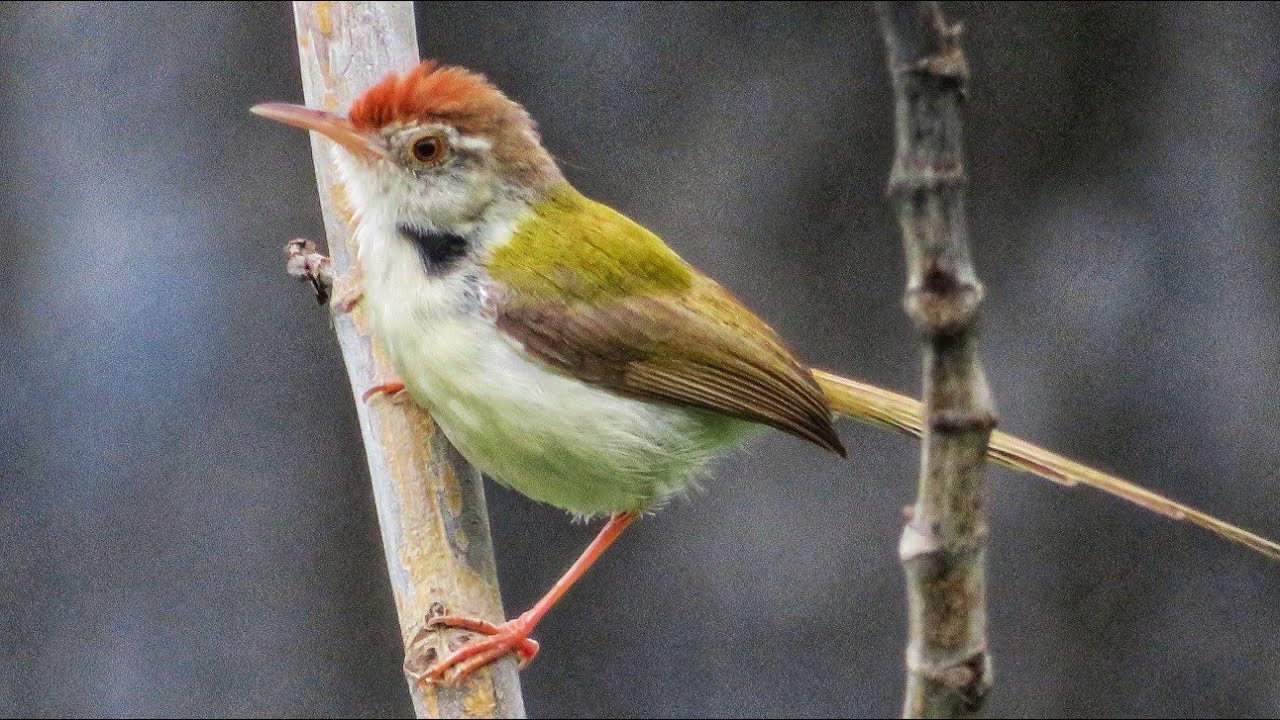 Tailor Bird's(Piddi)Song Or Noise? - YouTube