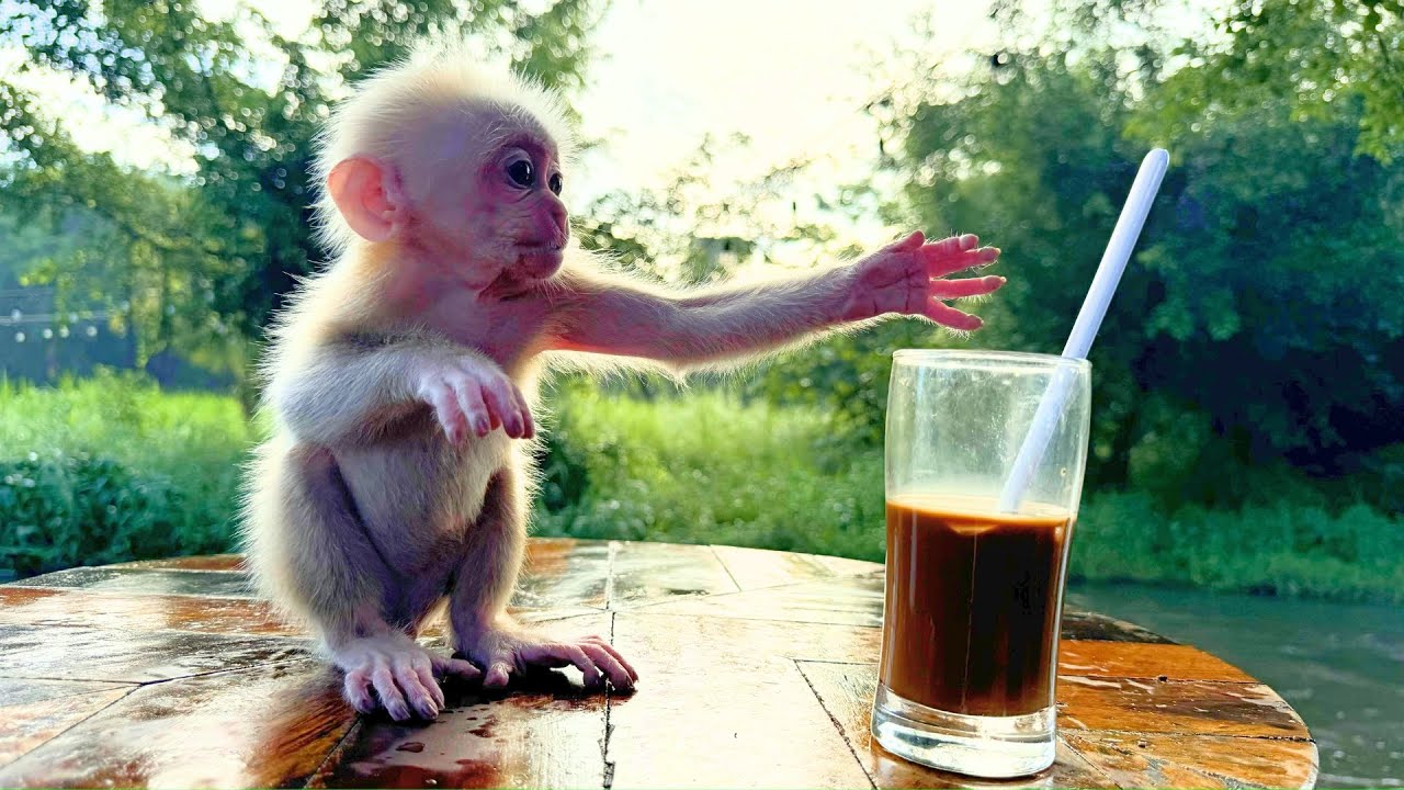 Monkey Kyo drinks super delicious coffee but gets into trouble ...