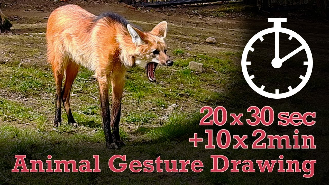 Animal Drawing References #249 - 20x30s +10x2min poses - Maned Wolf ...