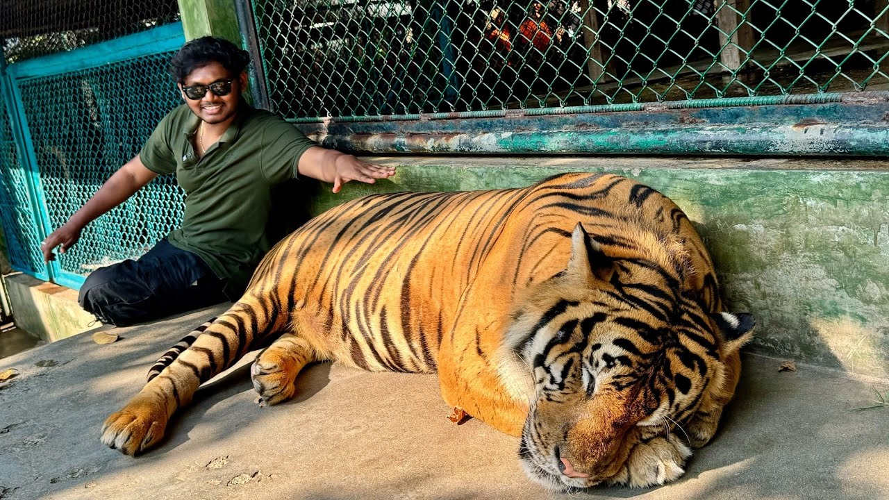 Mi Nahi Ghabarat 😂 Tiger kingdom Phuket | Vinayak Mali Vlog - YouTube