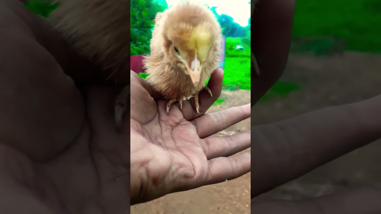 J.Geco - Chicken Song - YouTube