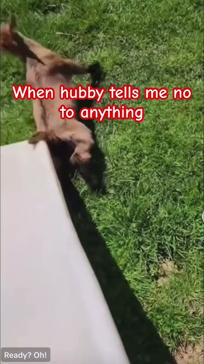 When he tells me no to anything #shorts #short #laugh #funny - YouTube