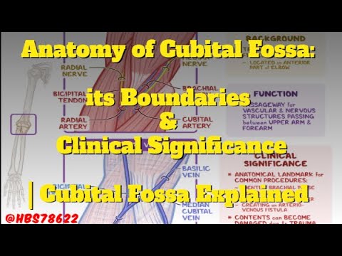Lec #13: Anatomy of Cubital Fossa: Boundaries and Clinical Significance ...