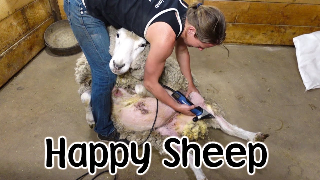 Sheep Shearing and Frist Mobile Petting Farm of 2023 - YouTube