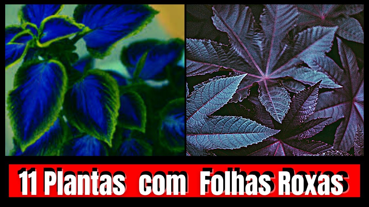 11 Plantas que Vão Te Deixar Boquiaberto com Suas Folhas Roxas! Confira ...