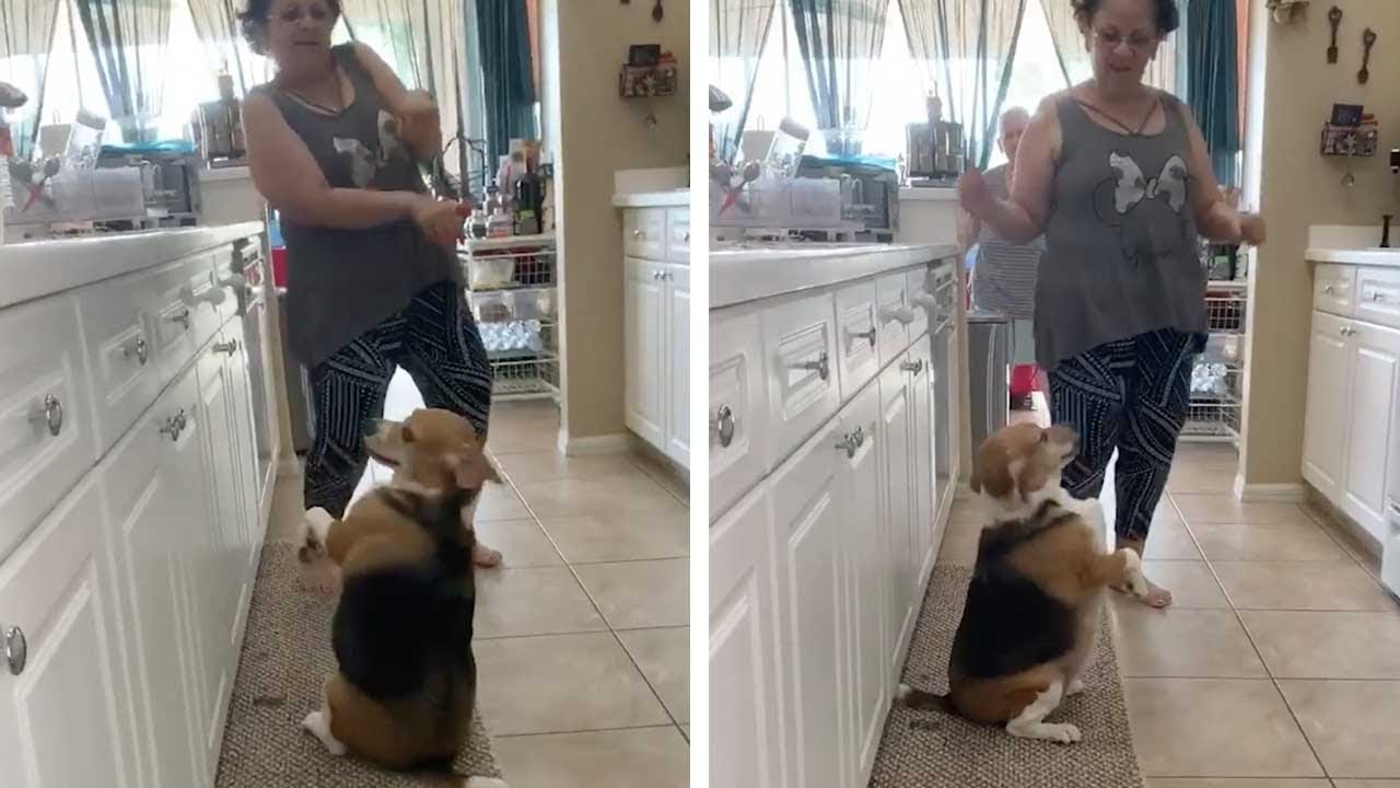 Beagle Loves Dancing With Owner - YouTube