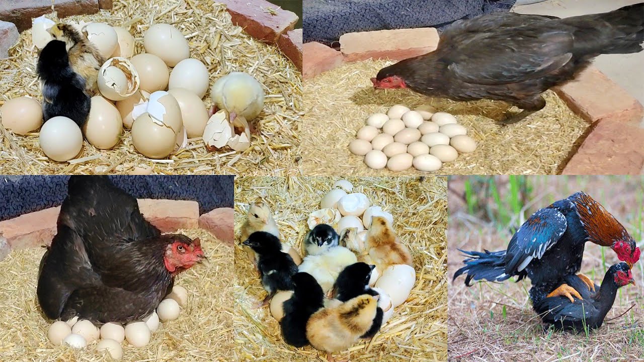 Original Native Hen Eggs Hatching Found in Pakistani Villages - YouTube
