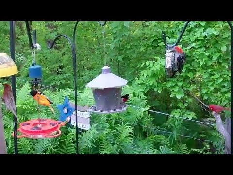 Cardinal Bird Food | foodbird.org