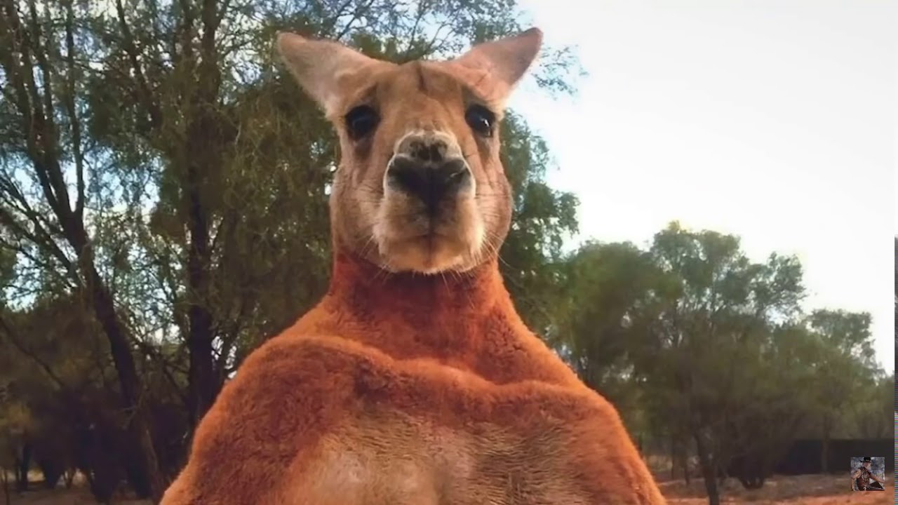 Ozzy man reviews rip roger the buff roo - YouTube