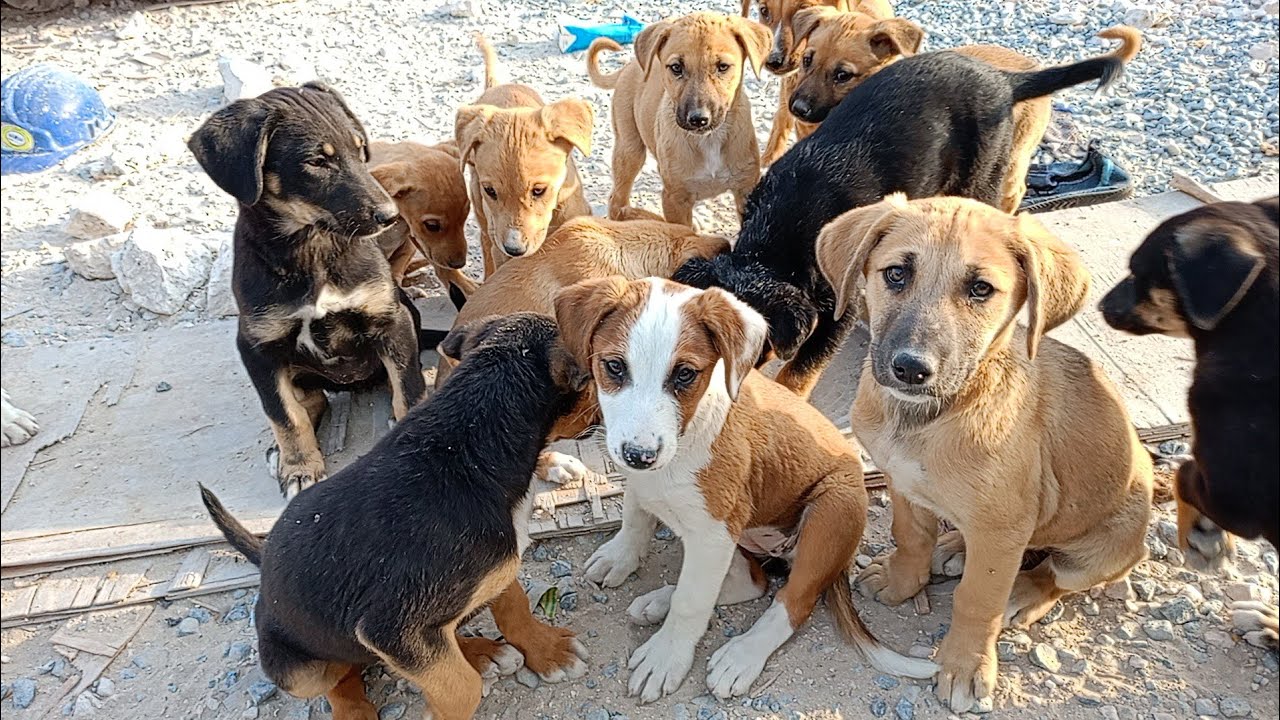 Watch the heartwarming journey of beautiful puppies rescued from the ...