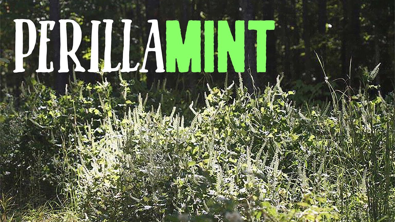 Perilla Mint - YouTube