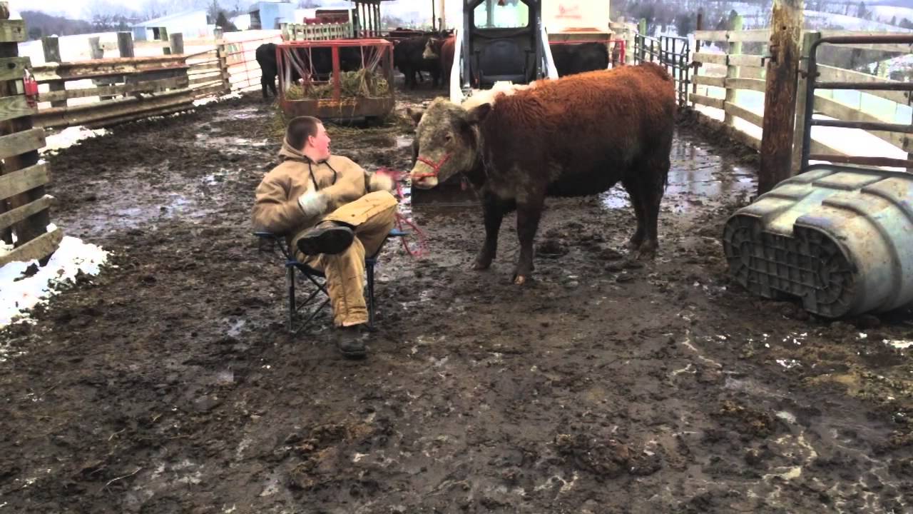 Barnyard Talks- The Notebook - YouTube