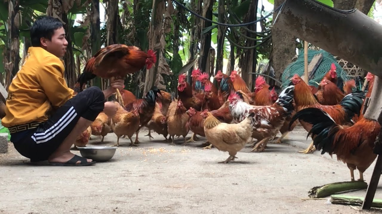 Prepare food from banana trees for chickens and pigs ep 41 | Farm ...