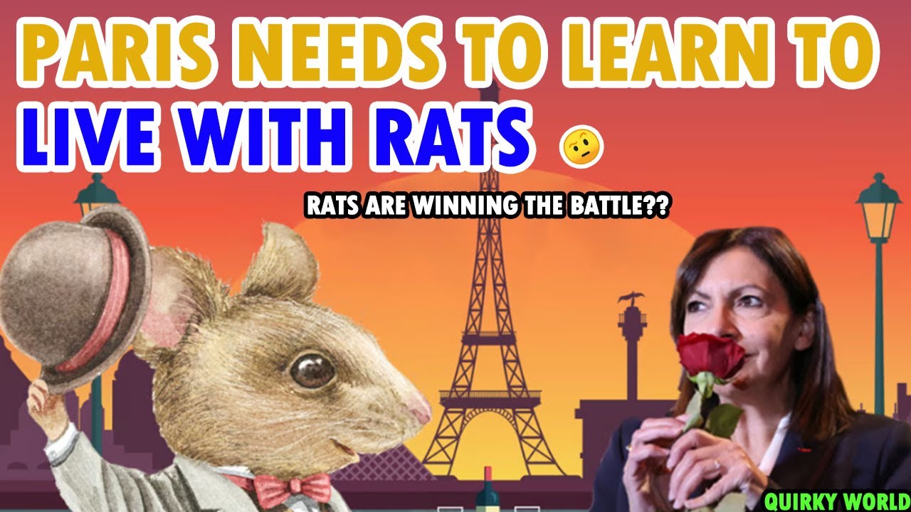 Paris Needs To Learn To Live With Rats ? - YouTube