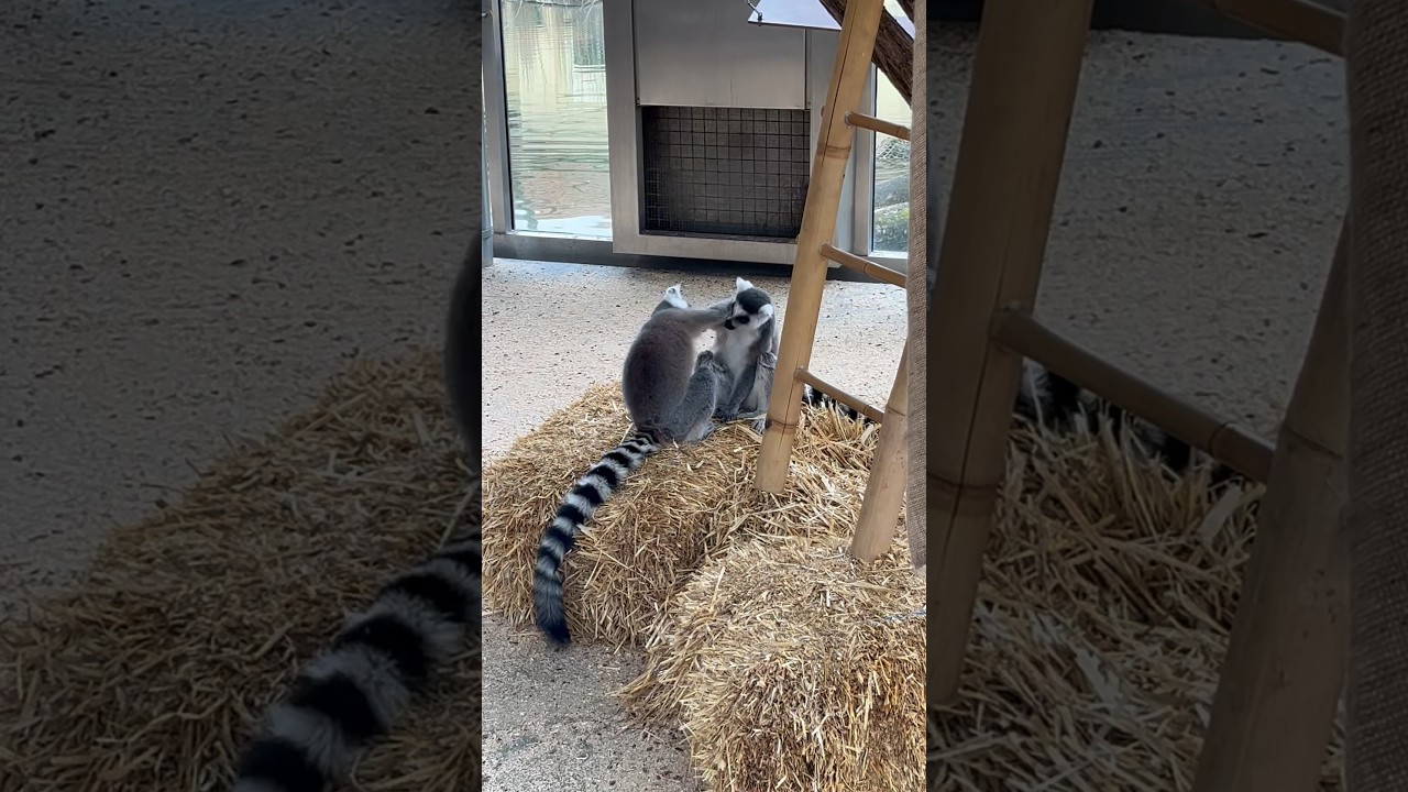 How to clean elbow - YouTube