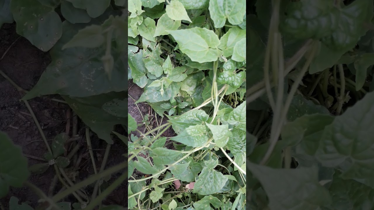 রাবণ লতা গাছ. Raaban lota tree - YouTube