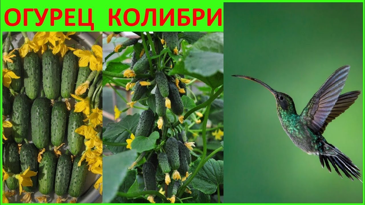 ОГУРЕЦ КОЛИБРИ F1 МЕЛКОПЛОДНЫЙ СУПЕРПУЧКОВЫЙ ПАРТЕНОКАРПИЧЕСКИЙ ...