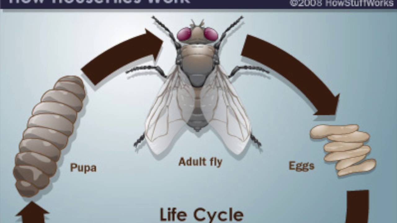 Diptera Life Cycle