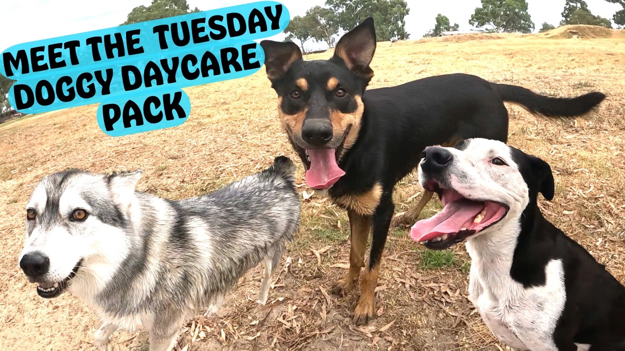 Meet The Tuesday Doggy Daycare Pack | Say Hello To All The Dogs 🐶 - YouTube
