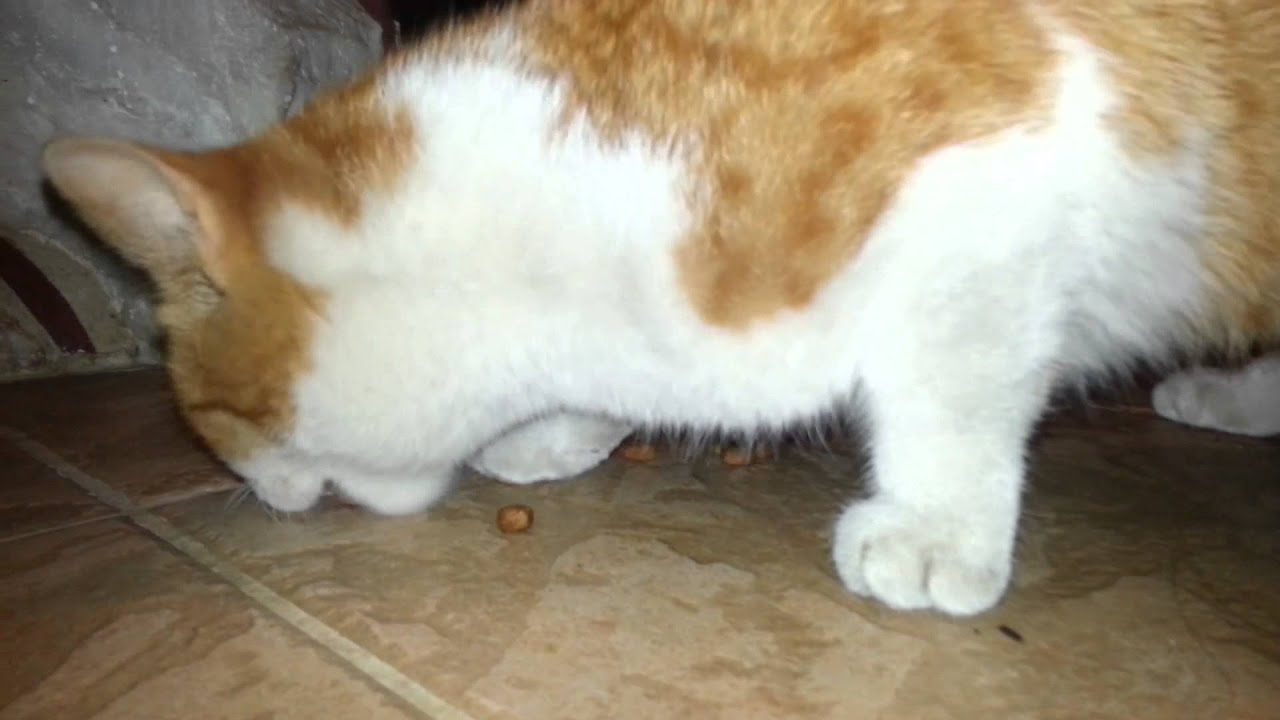 Angry cat eating - YouTube