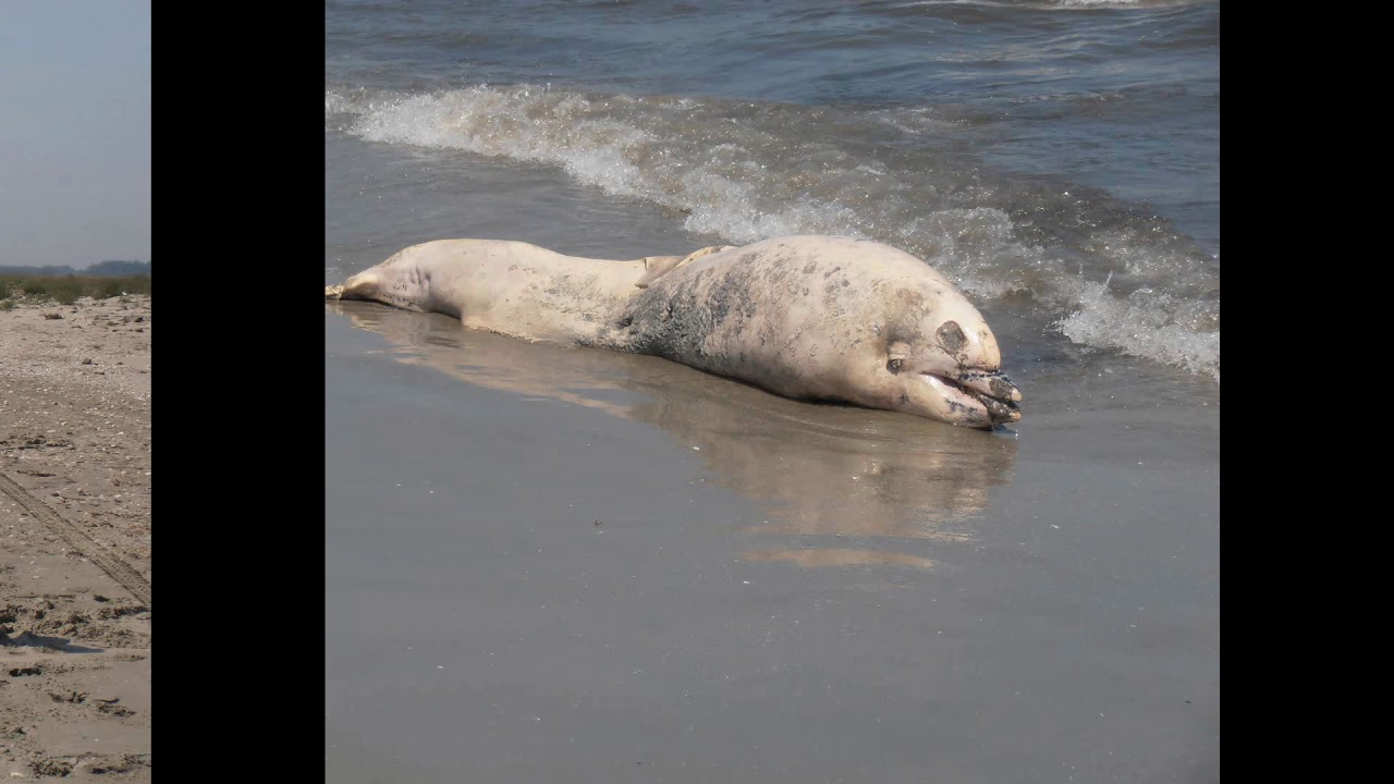 Delta Dunava - YouTube