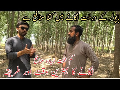Poplar trees farming |Tree farming in Pakistan |Profitable farming |IR FARMS