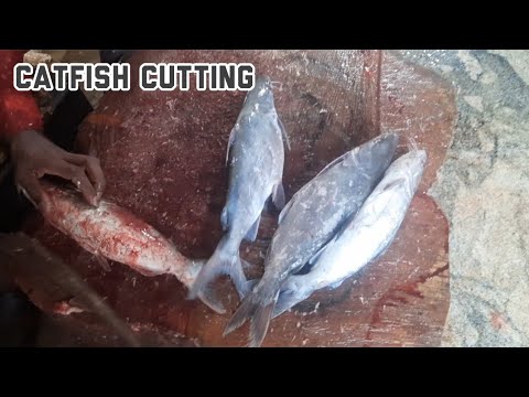 small catfish cutting videos/ shingala fish cutting videos/ fish ...