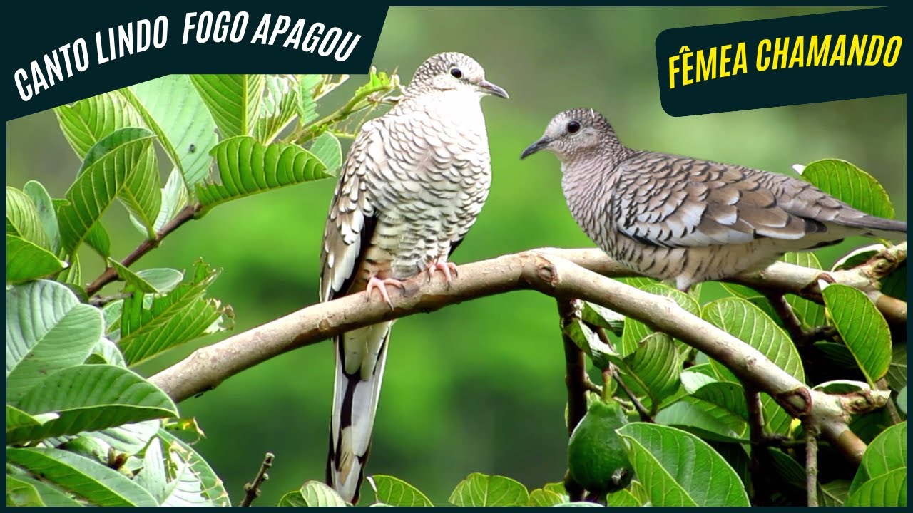 🐦 O Melhor Canto Da Rolinha Fogo Apagou Com Fêmea Chamando, Macho e Femea 🎶 - YouTube