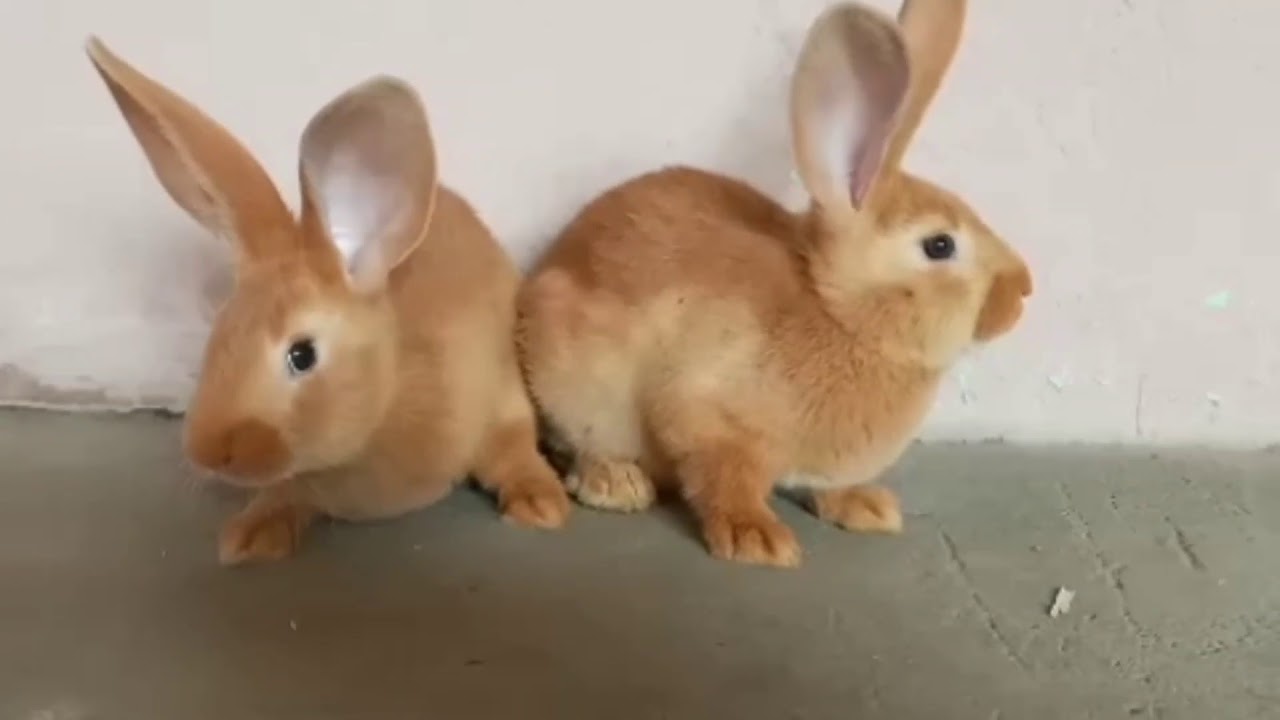 Quyonlar tomosha uchun xar xil quyon zotlari - YouTube