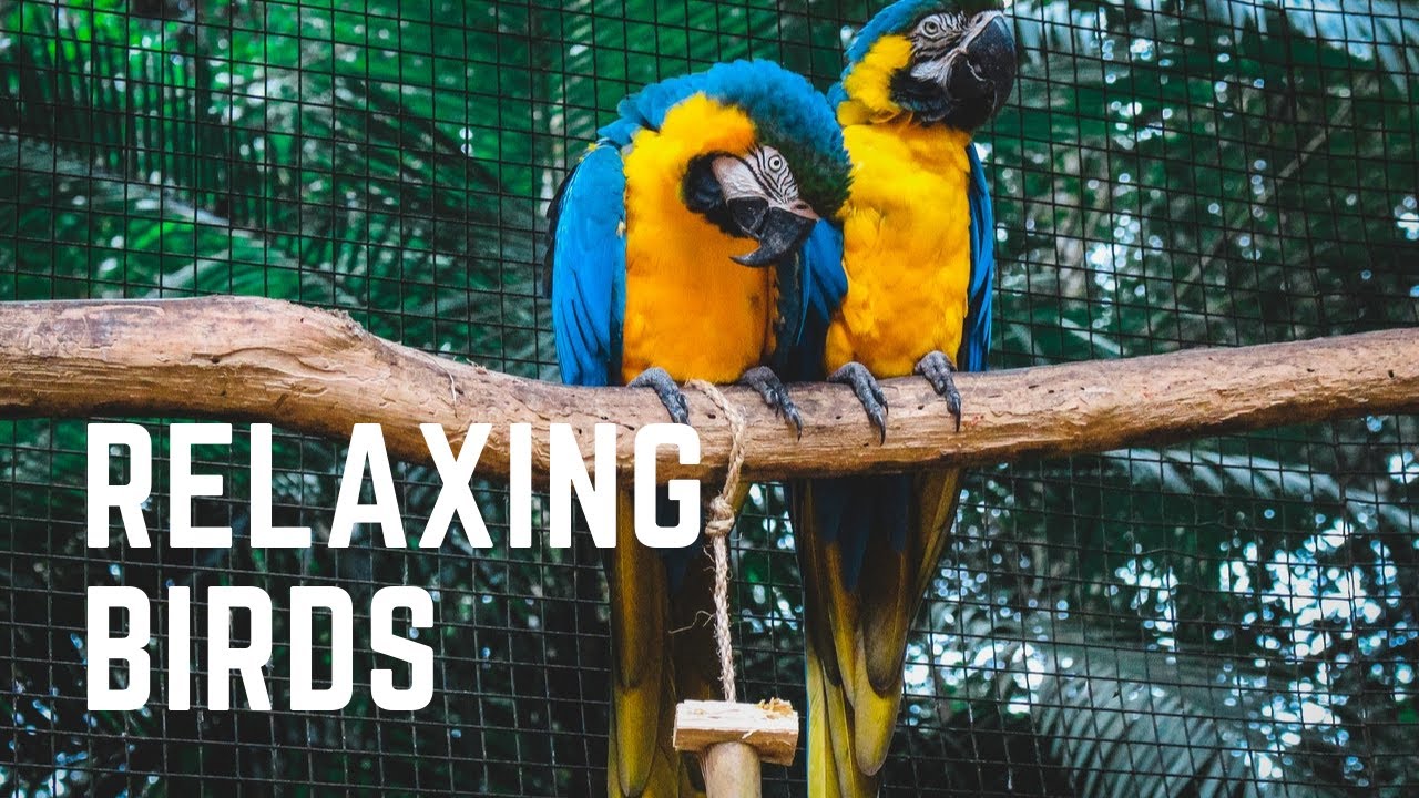 Relaxing and Satisfying Bird Sounds For Sleeping - YouTube