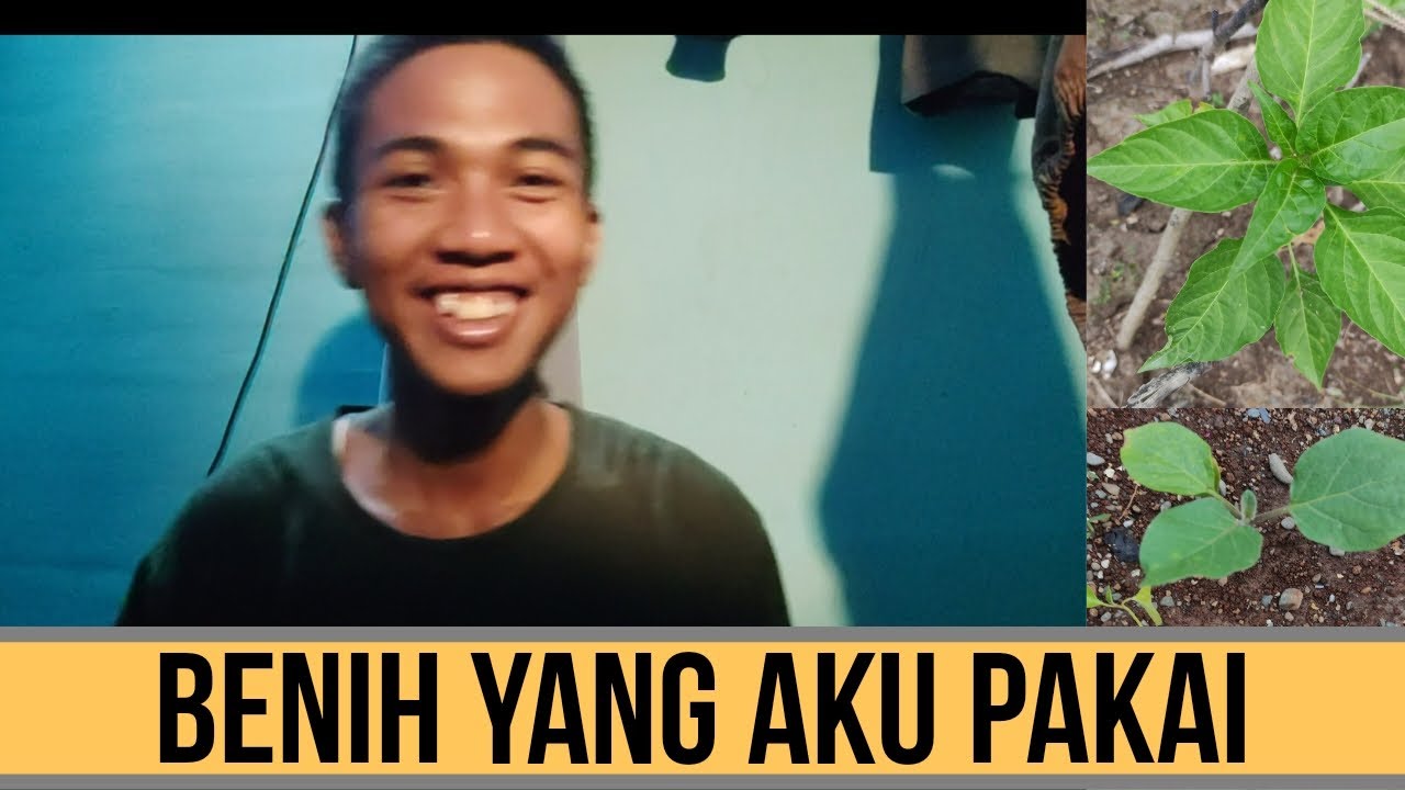 Full senyum,Benih yang cocok buat para petani pemula..!!! Gampang ...