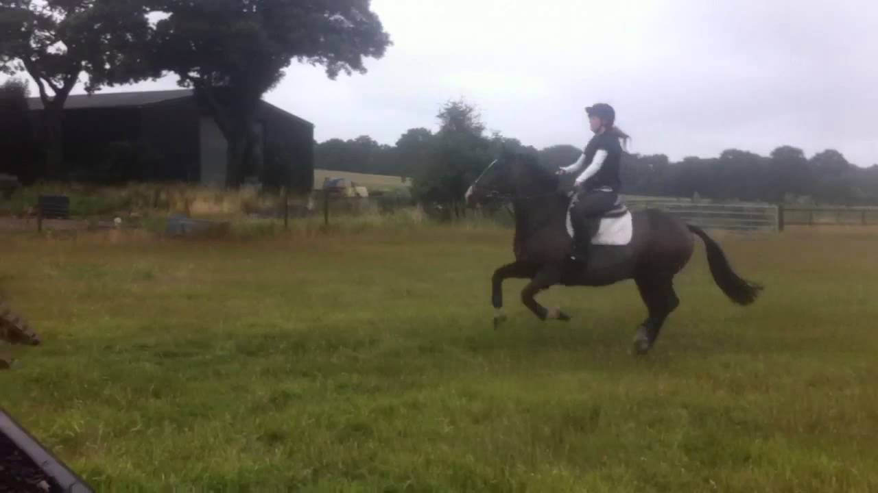 Billy proves that cobs can jump! - YouTube