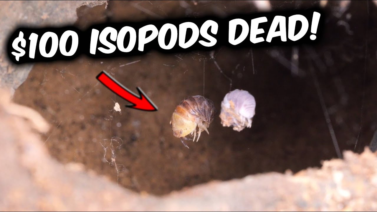 HORROR IN JUNGLEARIUM! Isopods are disappearing - YouTube
