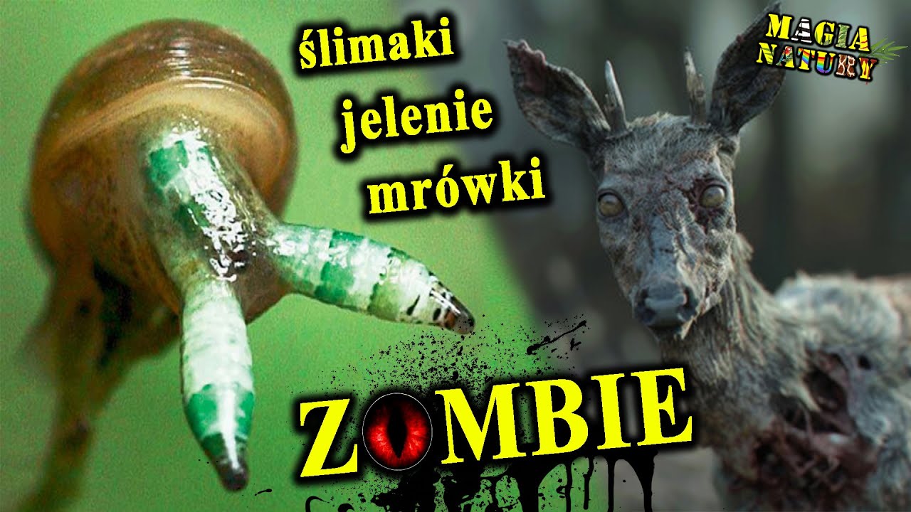 ZOMBIE - Ślimaki, Jelenie, Mrówki - Bezwzględne Strategie Wyzysku - YouTube