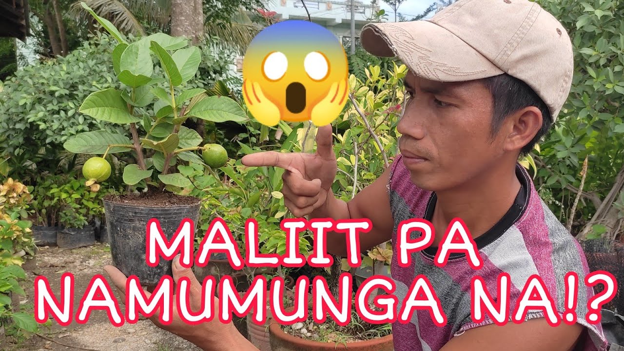 How To Marcot Guava | Paano Mag Marcot Ng Bayabas | Jun's Planting ...
