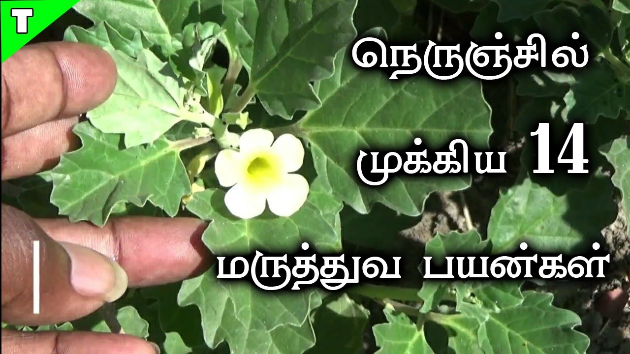 நெருஞ்சில் மருத்துவம் - Nerunjil Benefits Tamil - YouTube