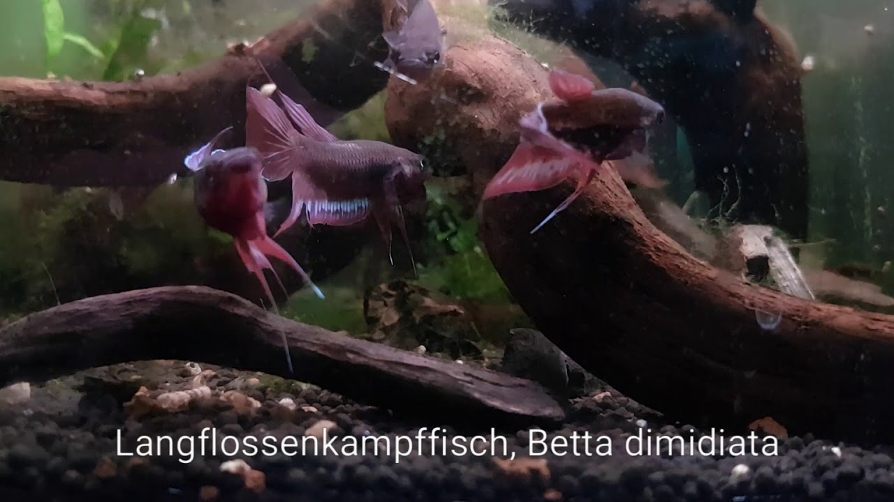 Betta dimidiata, Wild Betta, Langflossenkampffisch - Shrimp-Visions ...