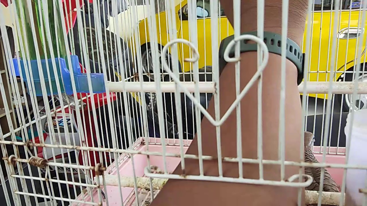 Merbok kesayangan dibebaskan dari sangkar.. - YouTube