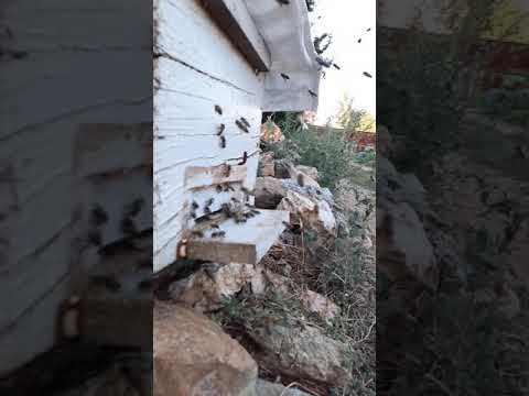 HİPNOZ EDİCİ BAL ARISI UÇUŞU KARNİYOL