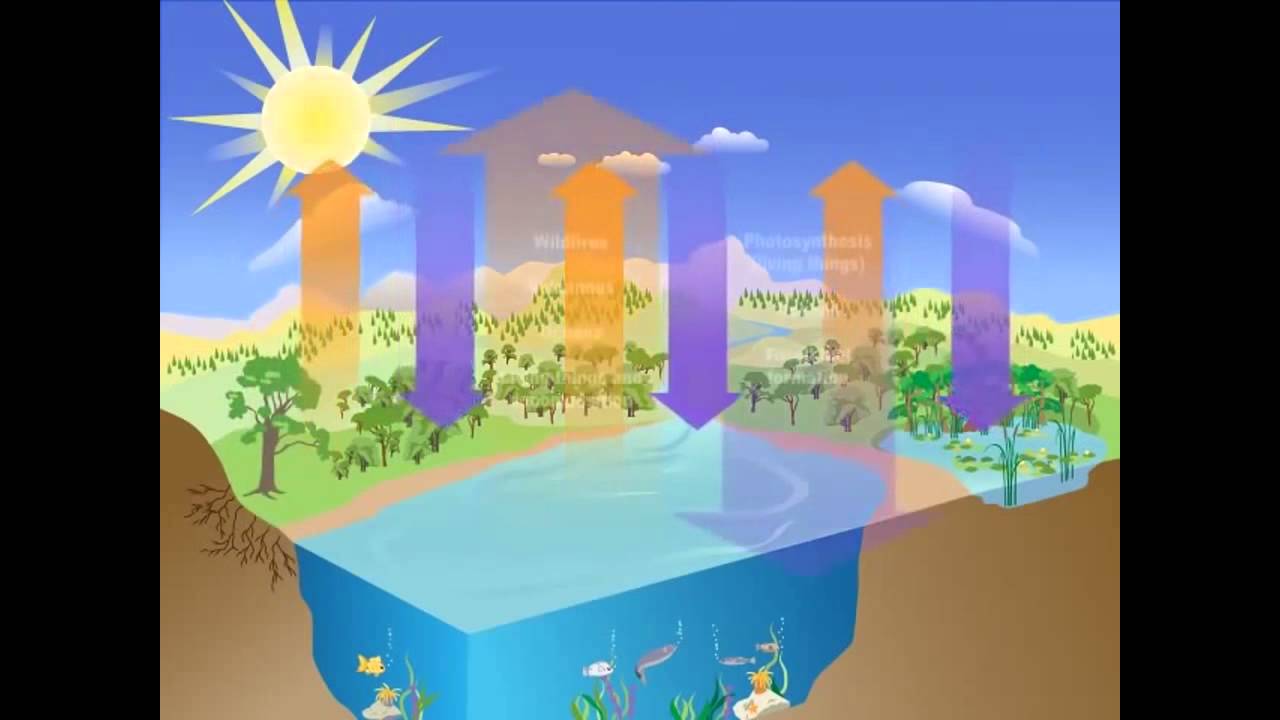 Carbon Cycle Animation