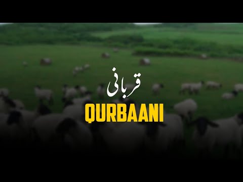 Ibrahim ki allah se dosti ka imtehaan whatsApp status |moulana tariq jameel | @ziyawritesOfficial