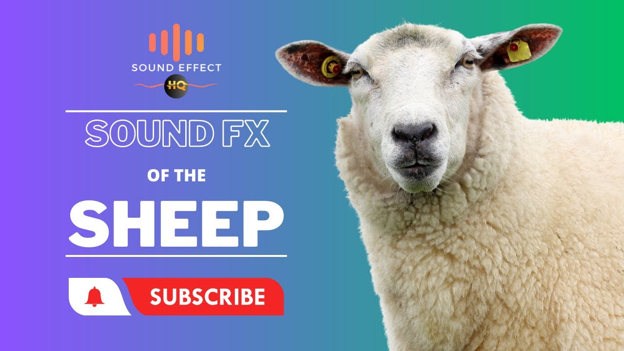SHEEP - Sound Effect HQ #sheep - YouTube