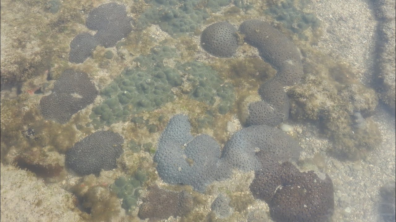 Positra Island & Shivrajpur Beach - YouTube