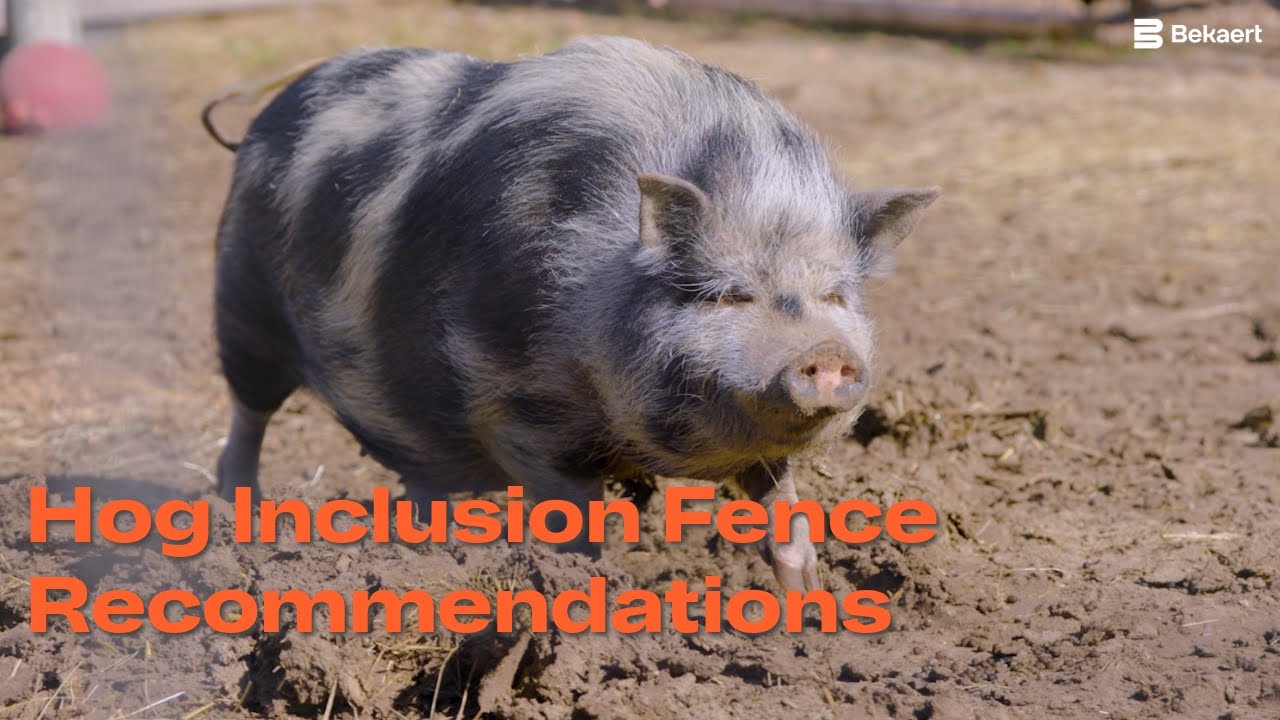Fence Recommendations for Hogs/Pigs | Bekaert Fencing - YouTube