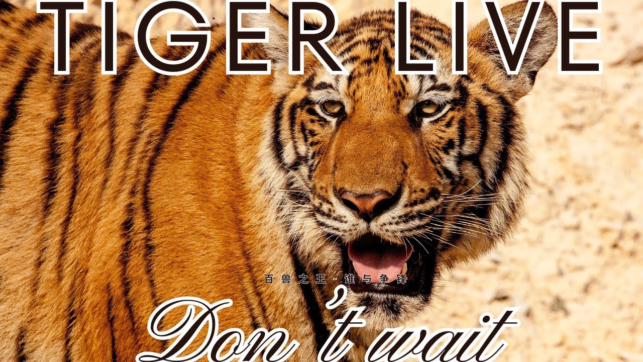 🐯 最震撼的老虎怒吼合集 | Intense Tiger Roar Compilation 猛獸咆哮特寫 #TigerRoar # ...