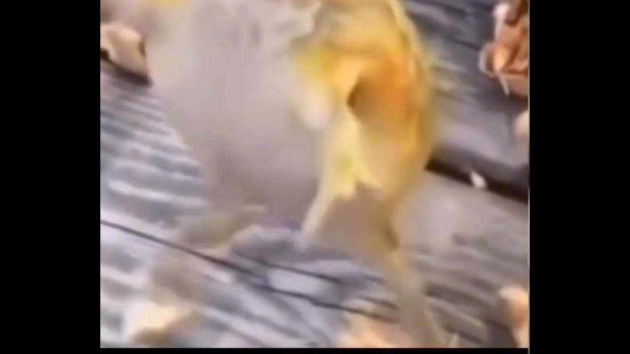 Лягушка смеется и прыгает 10 часов - YouTube