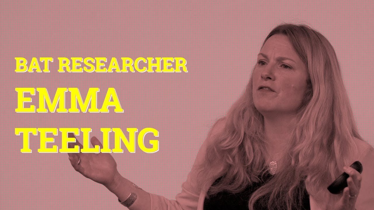 Bats: secret of extended lifespan | Prof Emma Teeling - YouTube